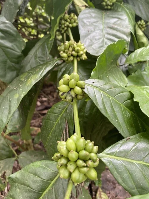 Excelsa - India — Peacocks Coffee