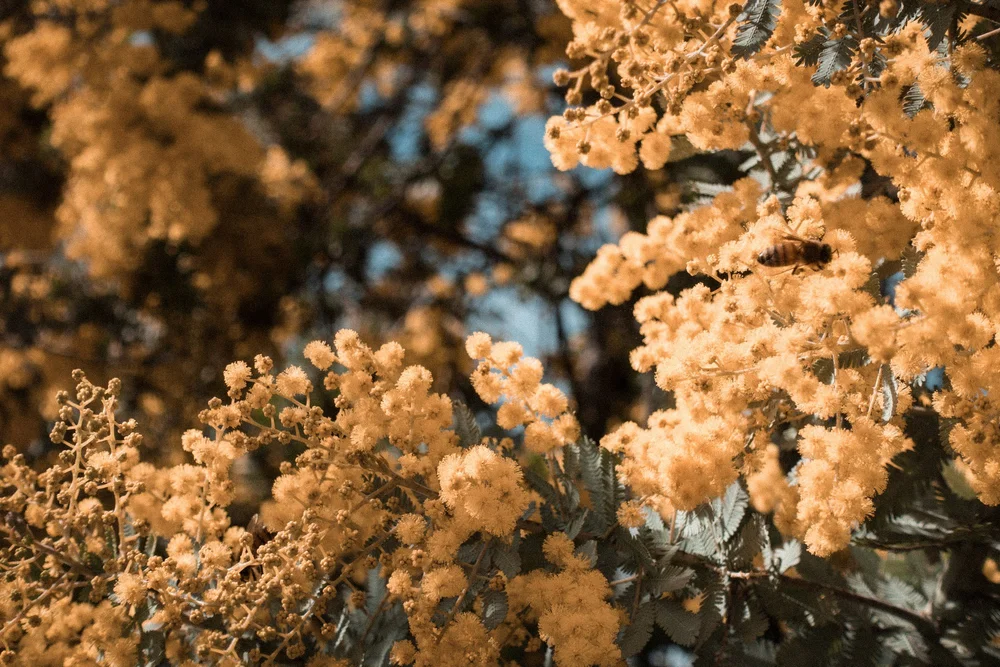 Madeline Mack - Branding and Design for Changemakers