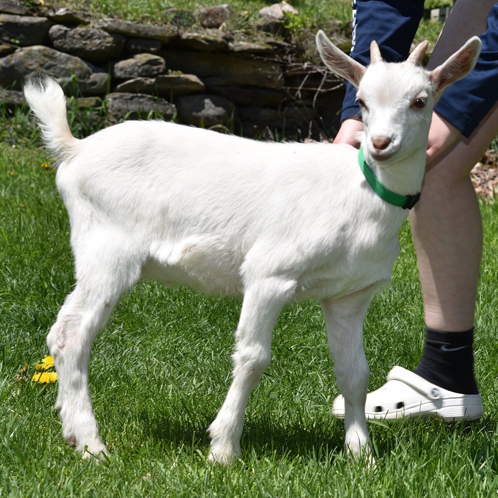 Available Goats — Barefoot All Natural Farm