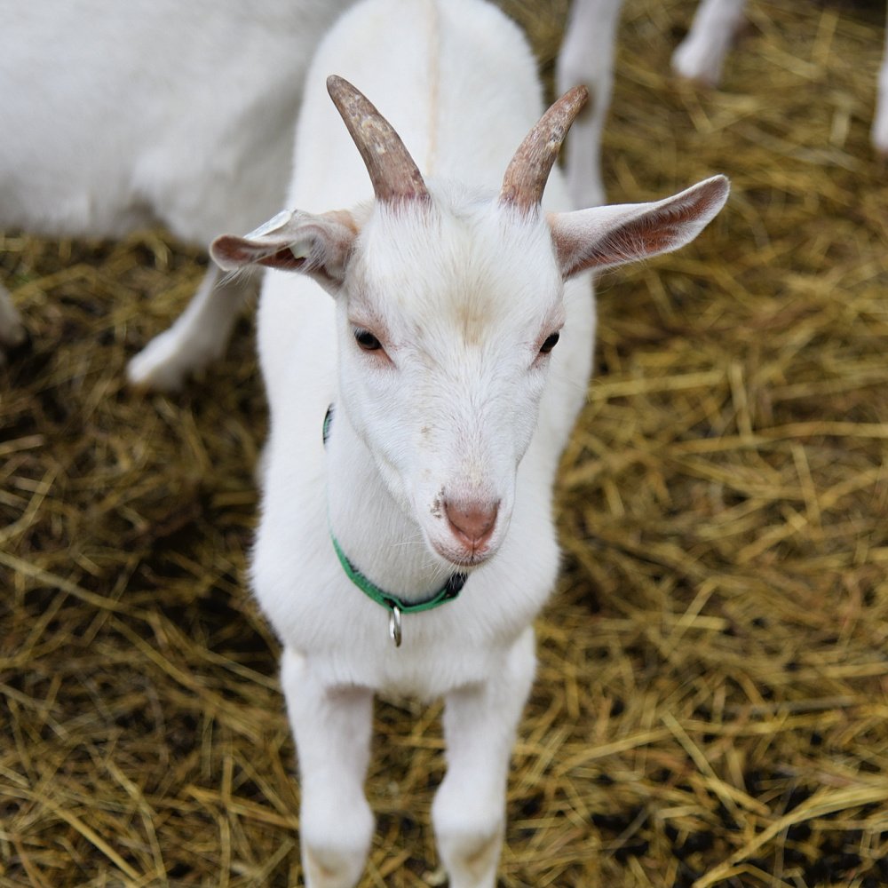 Available Goats — Barefoot All Natural Farm