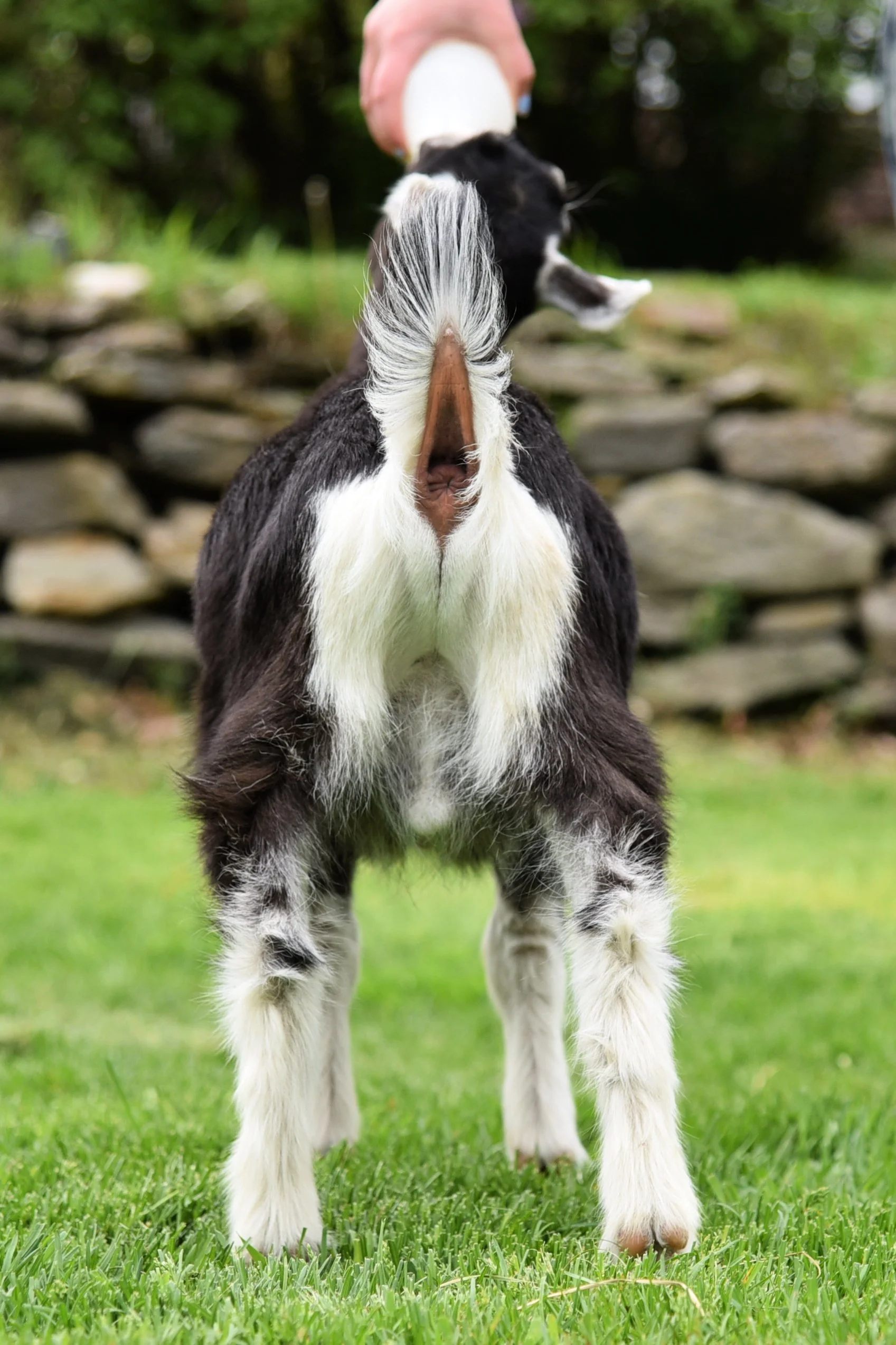 Available Goats — Barefoot All Natural Farm