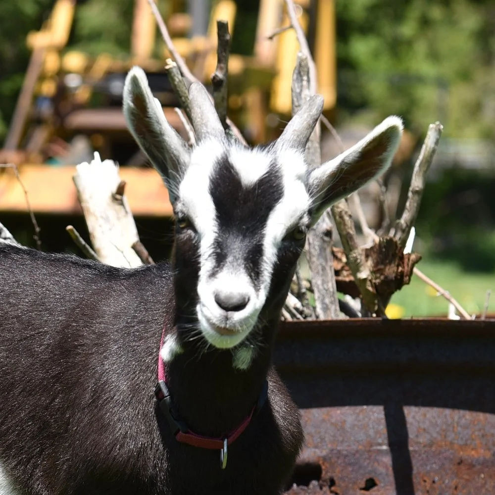 Available Goats — Barefoot All Natural Farm