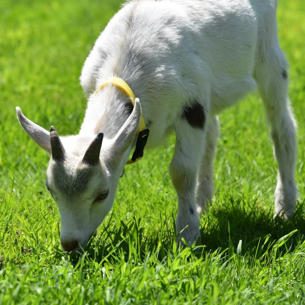 Available Goats — Barefoot All Natural Farm