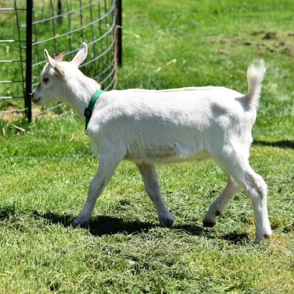 Available Goats — Barefoot All Natural Farm