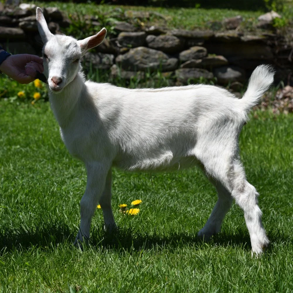 Available Goats — Barefoot All Natural Farm