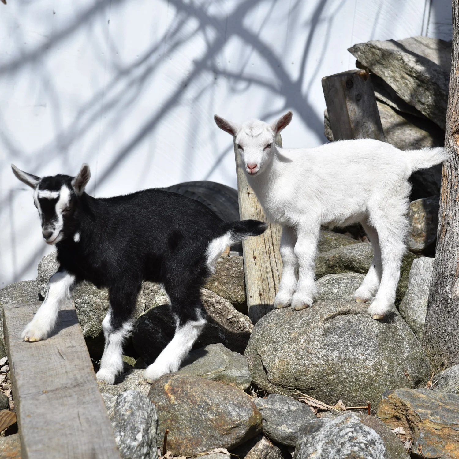 Available Goats — Barefoot All Natural Farm