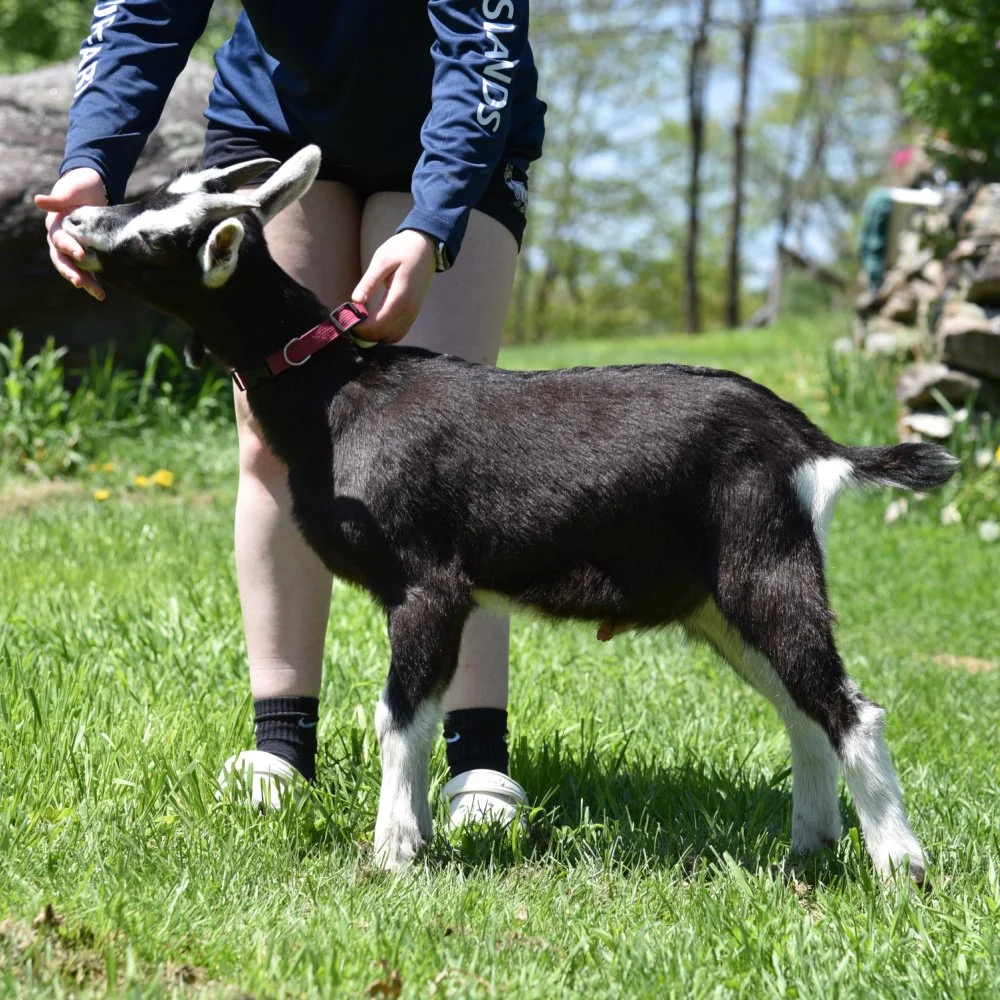 Available Goats — Barefoot All Natural Farm