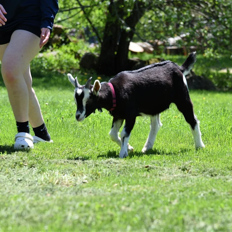 Available Goats — Barefoot All Natural Farm