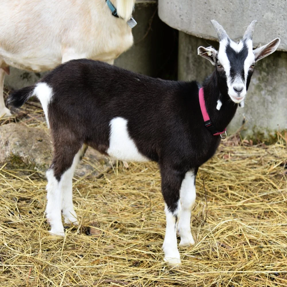 Available Goats — Barefoot All Natural Farm