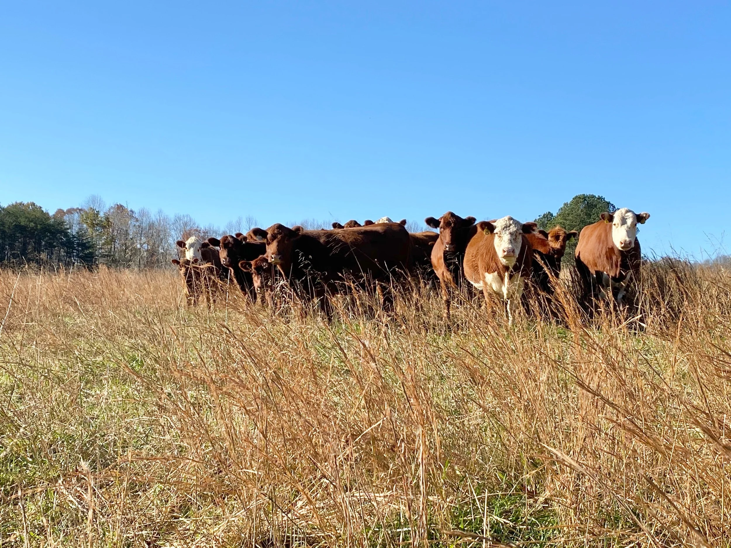Bent Creek Farm Cattle — BENT CREEK FARM