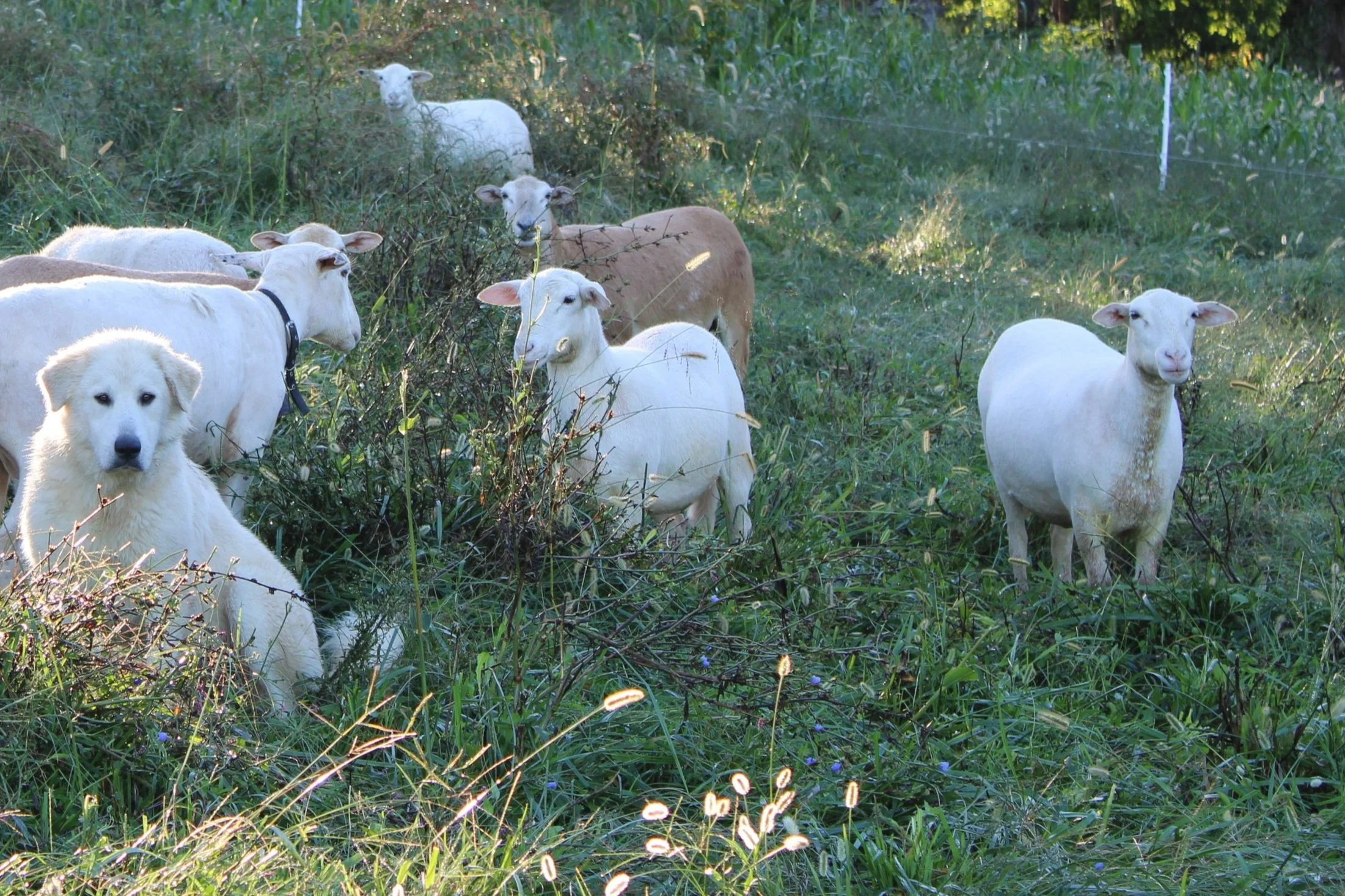 Grassfed Sheep — BENT CREEK FARM