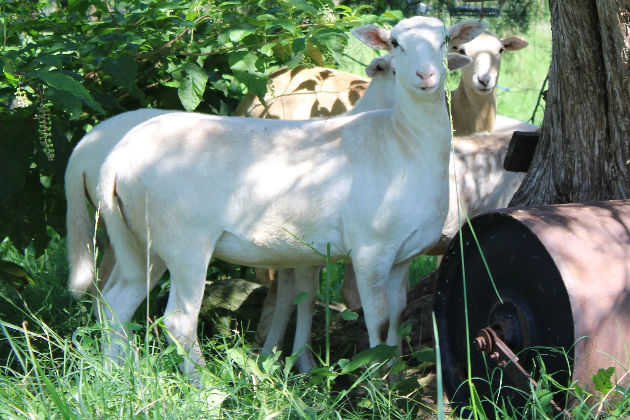 Grassfed Sheep — BENT CREEK FARM