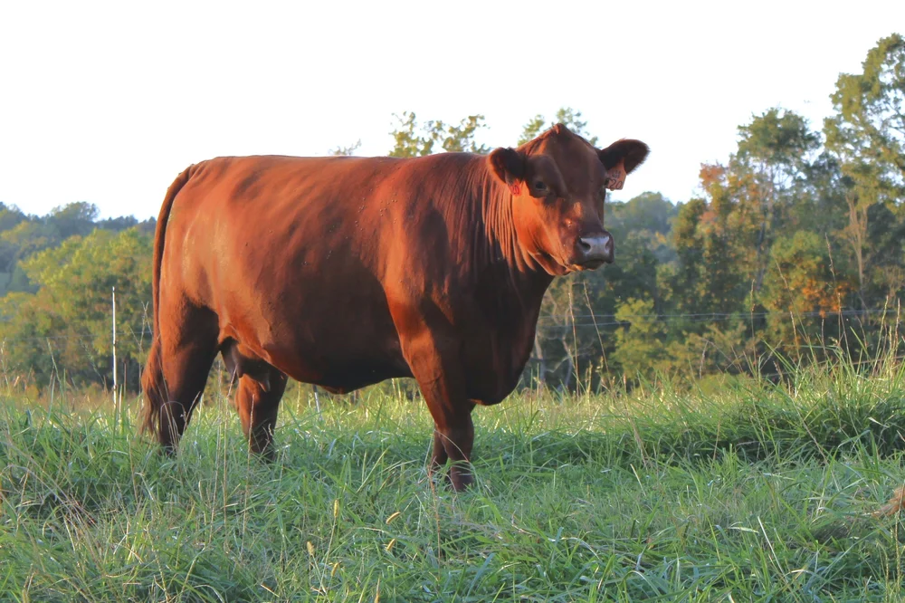 South Poll Cattle — BENT CREEK FARM
