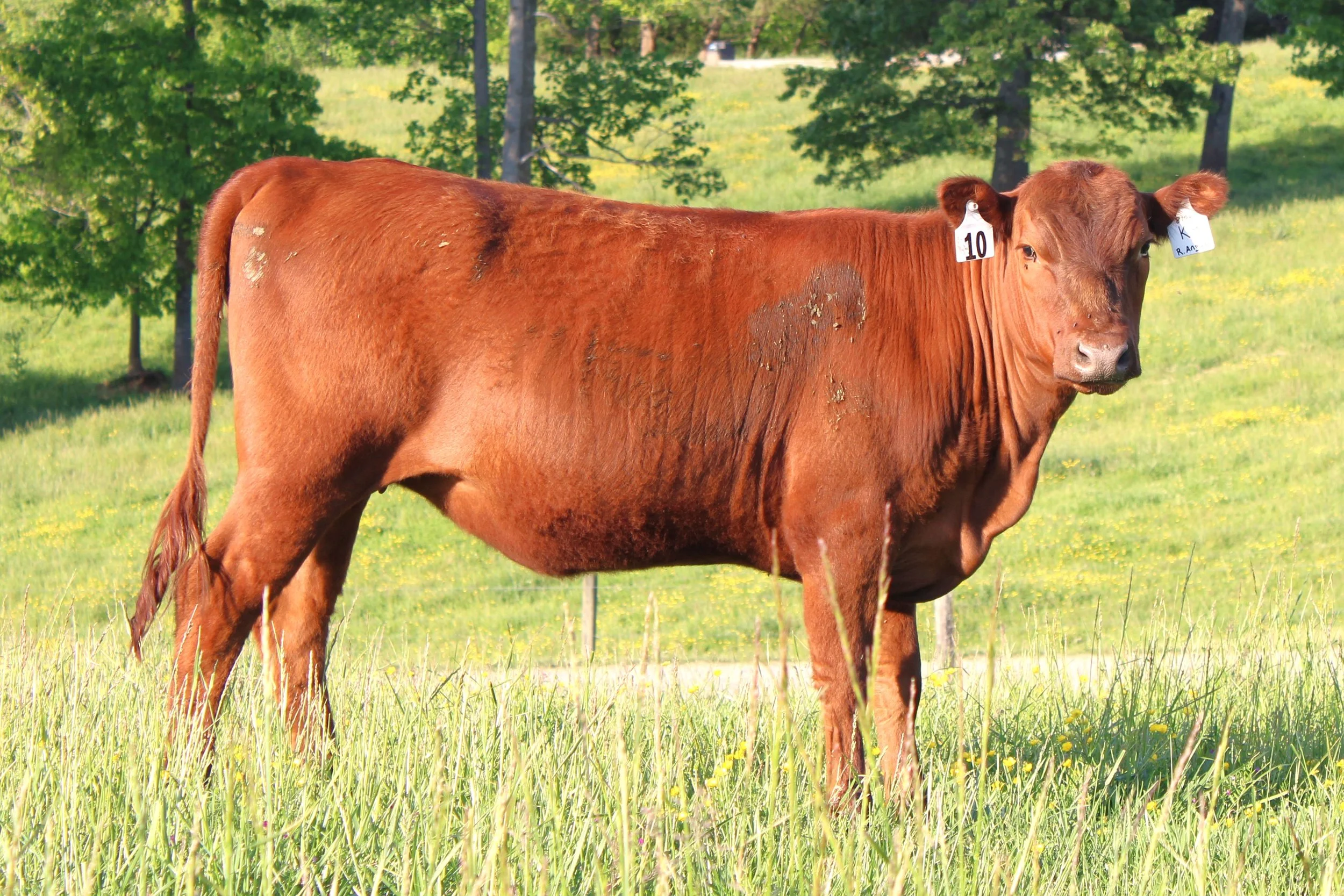 Cattle for Sale — BENT CREEK FARM