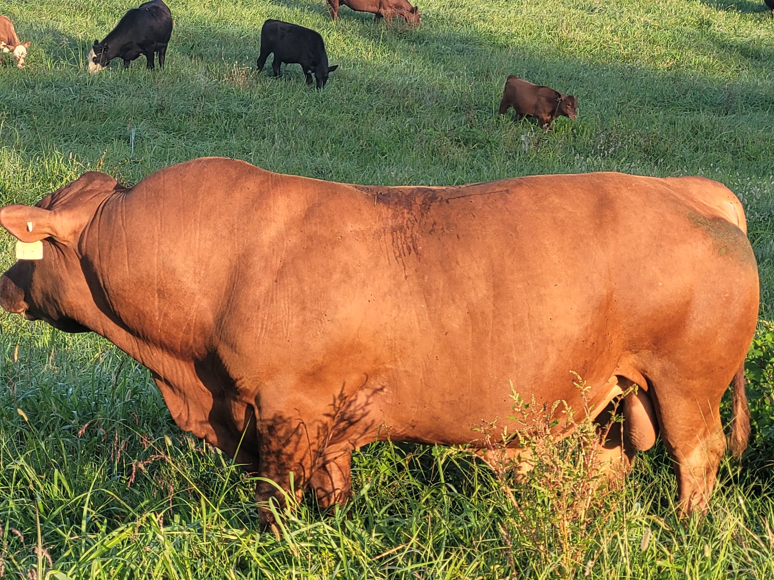 Go Get 'Em — BENT CREEK FARM