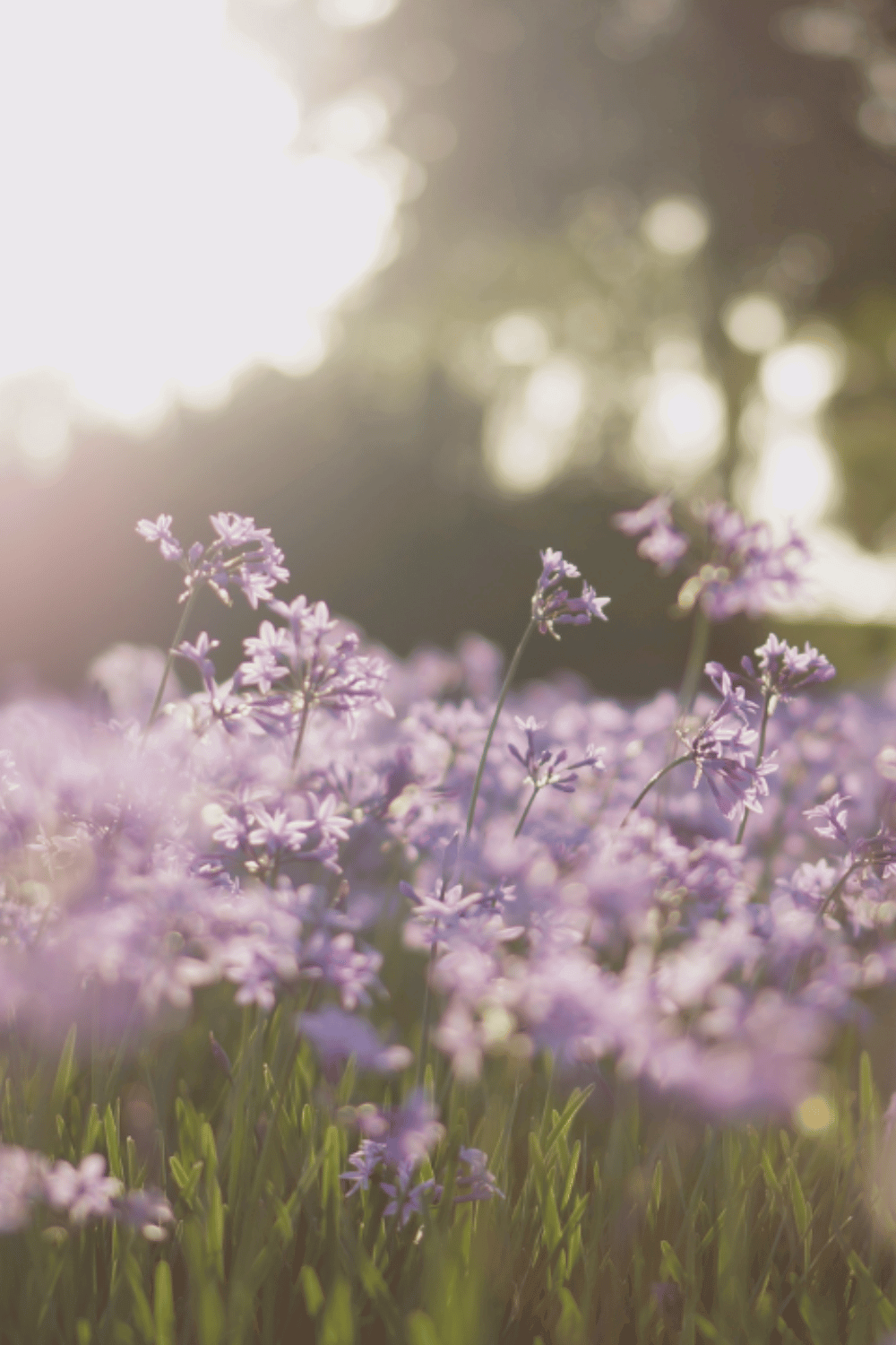 Somatic Healing Hub — hello inner light + somatic healing meditations