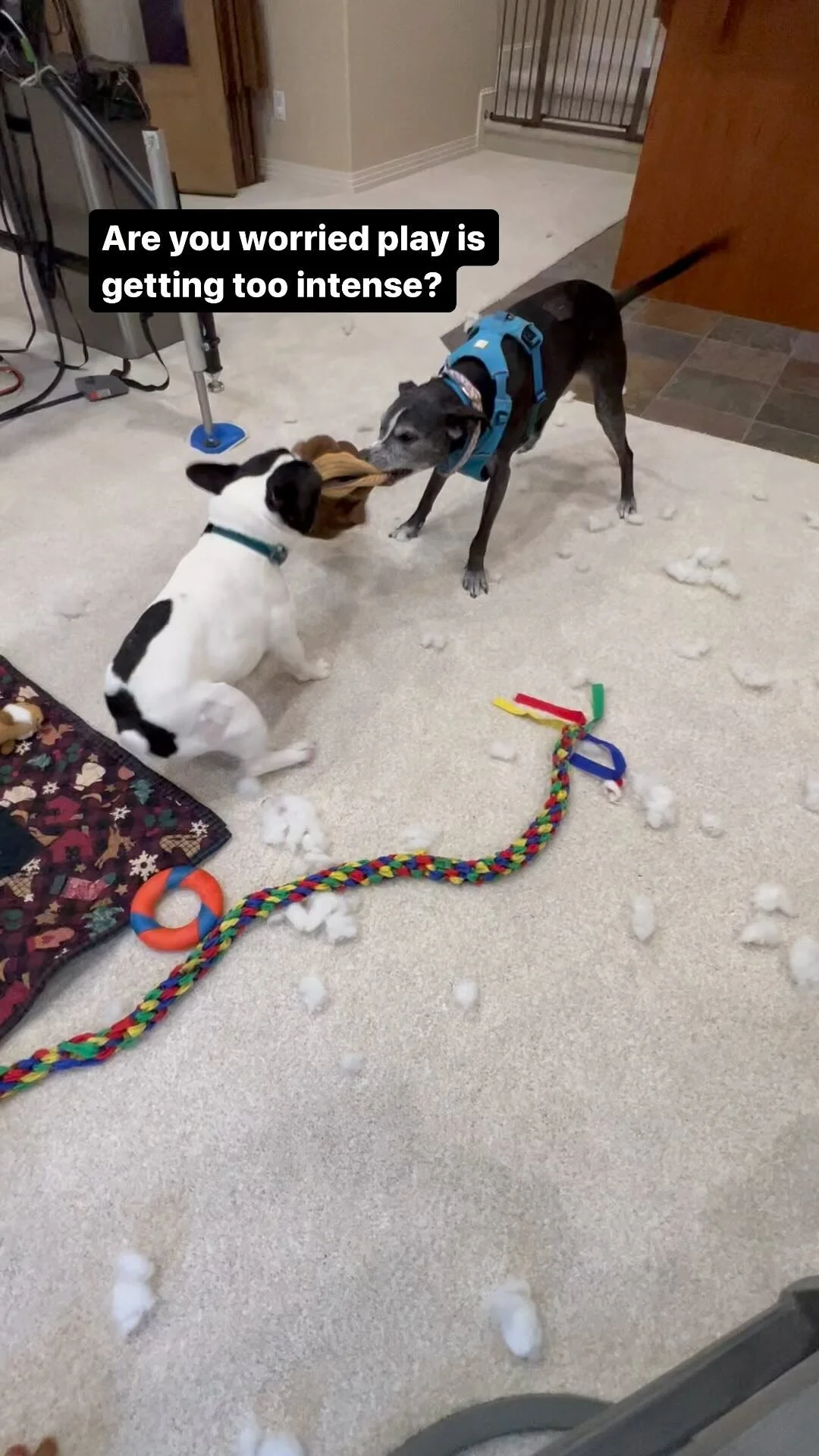 Paw Programming Dog Training and Behavior Consulting