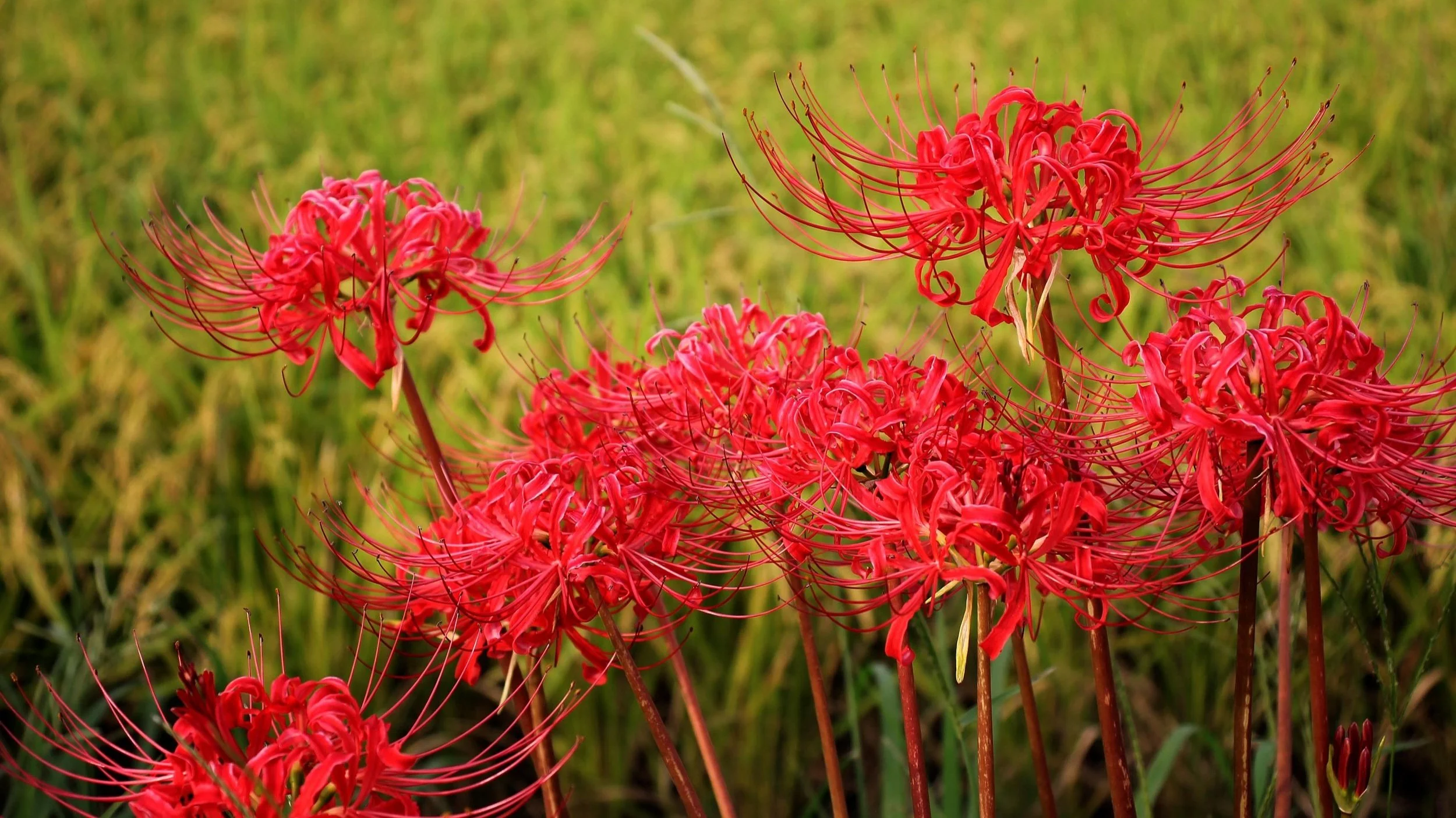 Higanbana 彼岸花 — Mikan