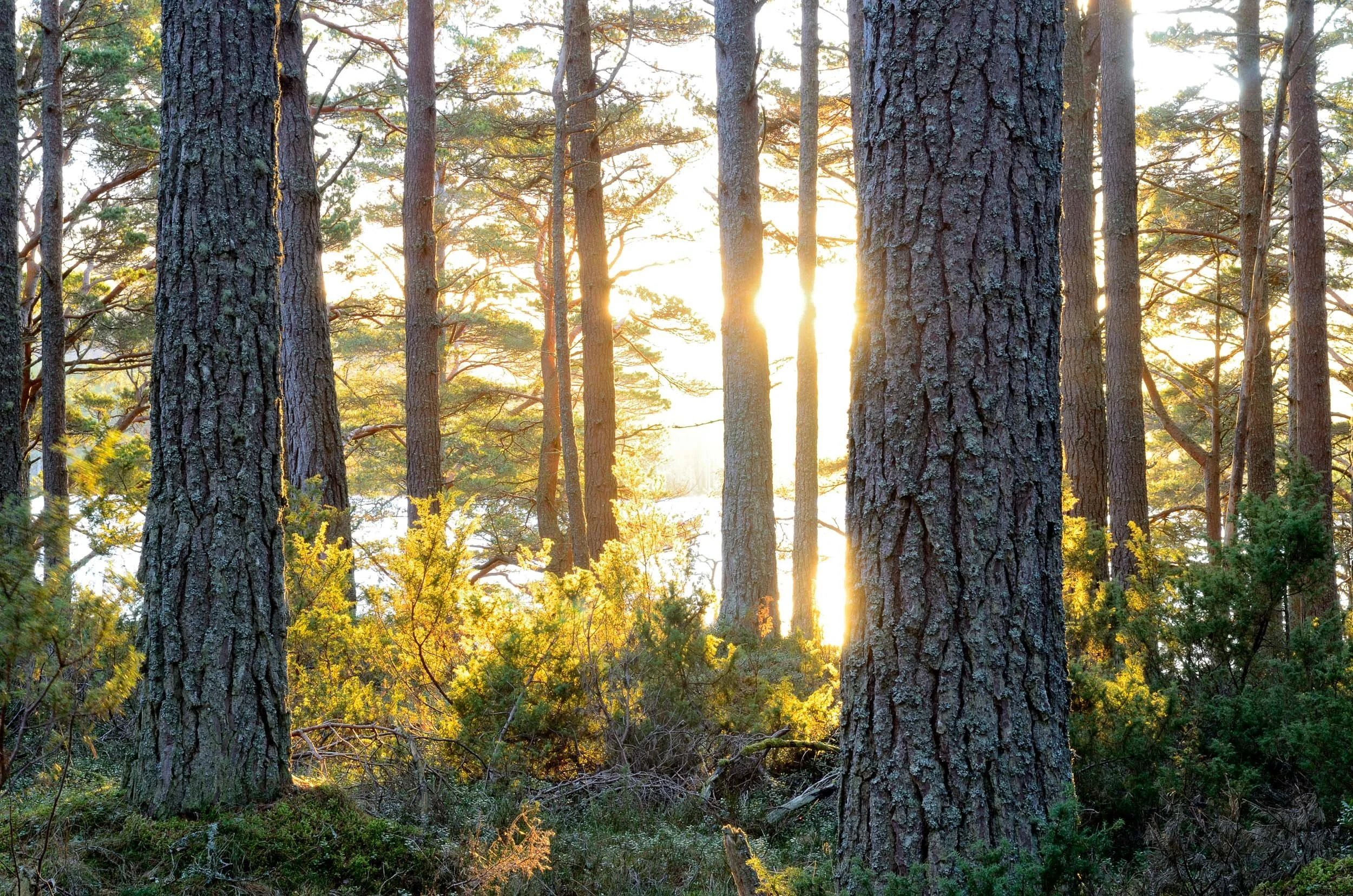 Scotland Gallery | Scottish Highlands Mountain Lochs and Glens ...