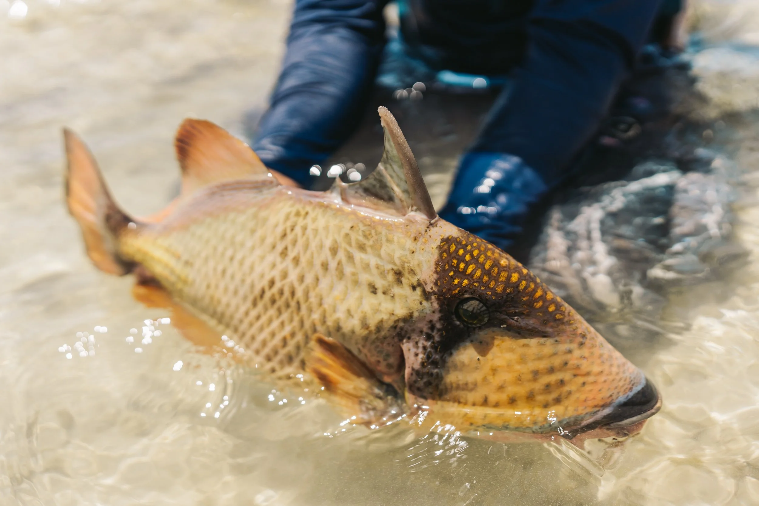 Saudi Arabia — Wild Sea Expedition