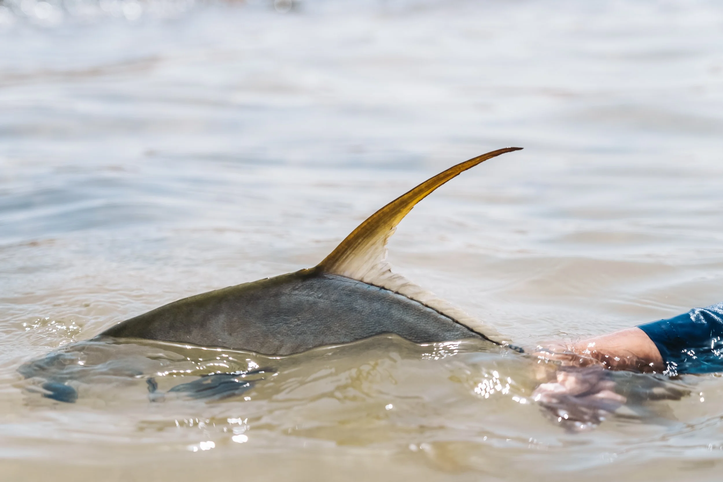 Saudi Arabia — Wild Sea Expedition