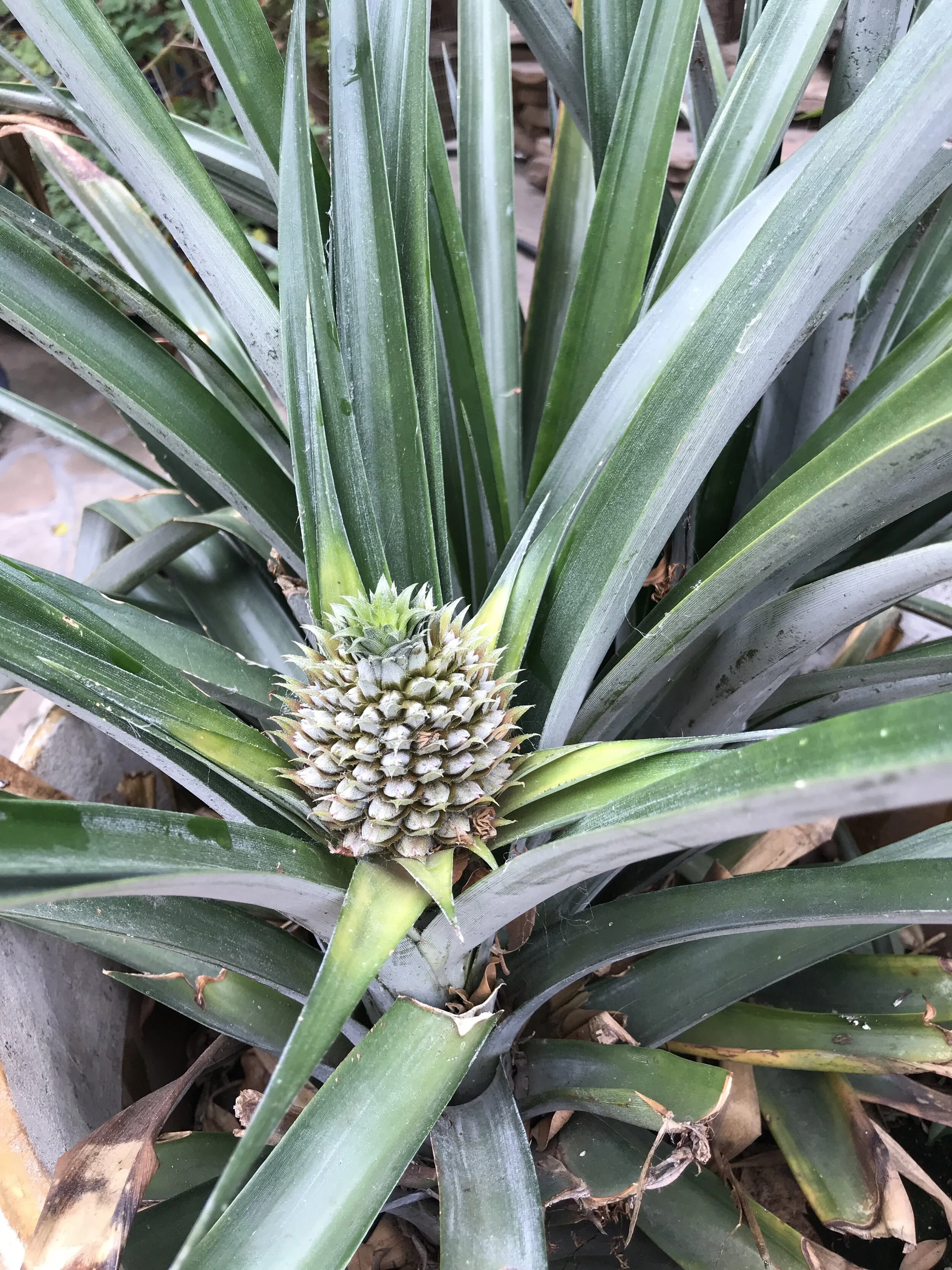 How To Grow A Pineapple Plant