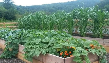 French Biointensive Farming and Gardening — South Whidbey Tilth