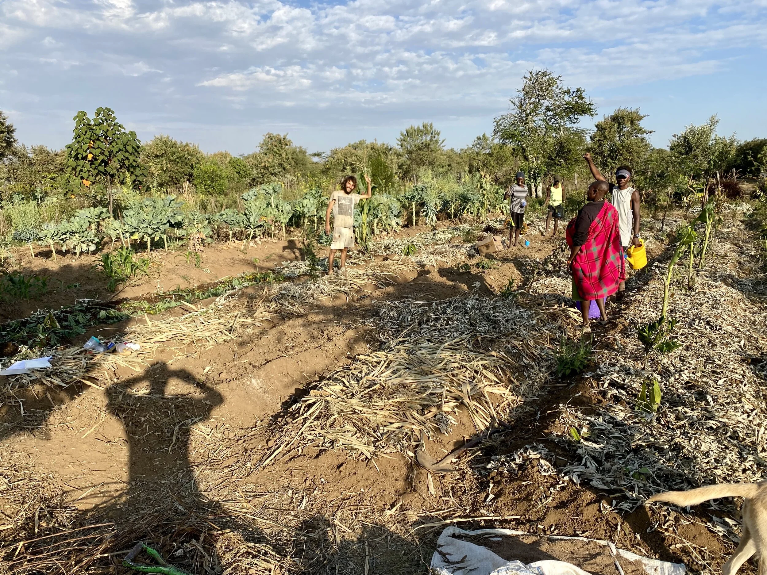 The Farm — Bomanoma