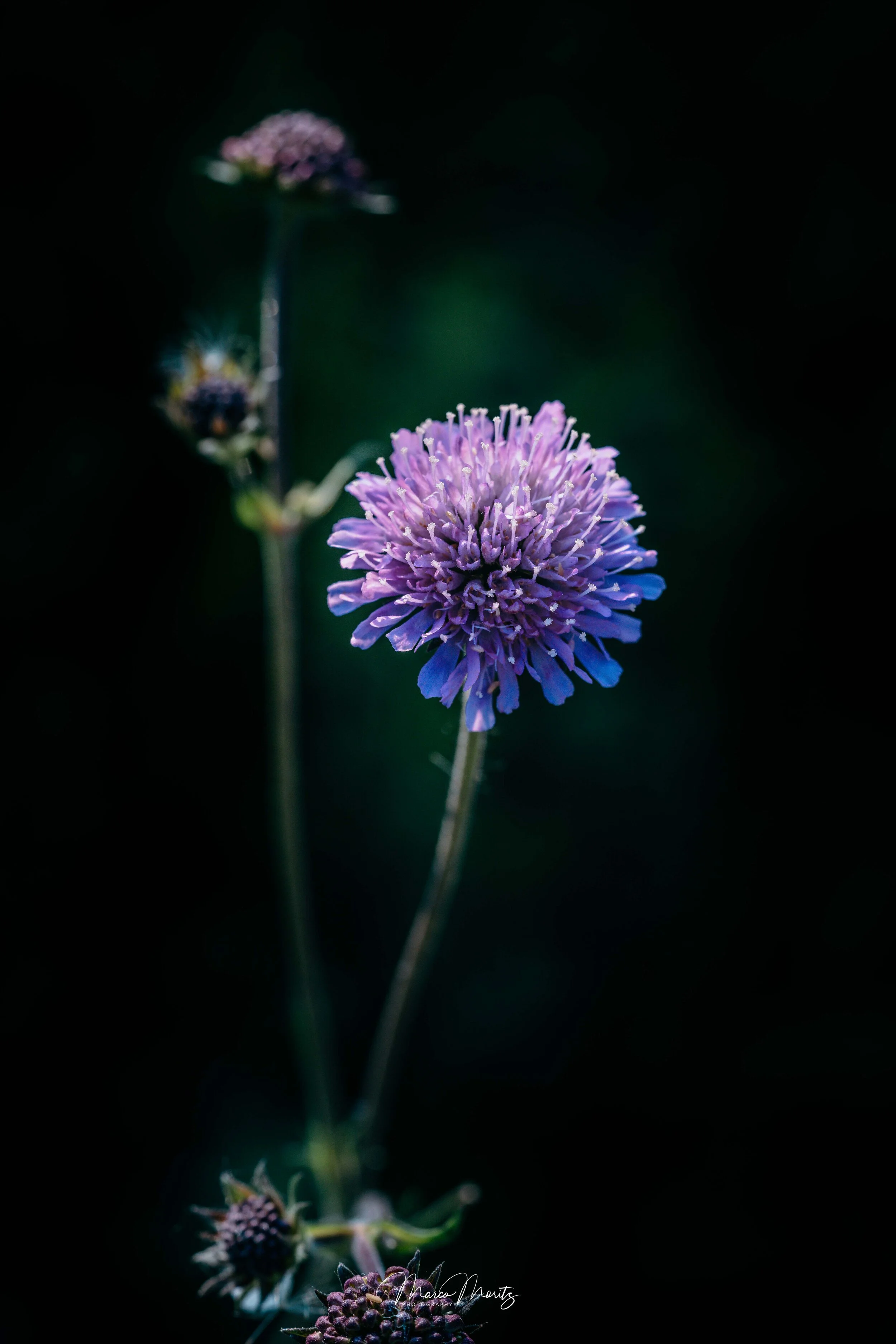 Marco Moritz Fotograf