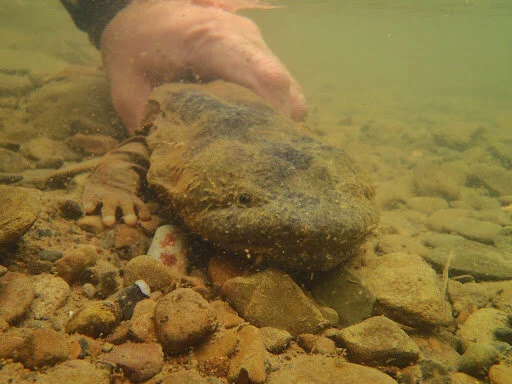 The Remarkable Hellbender — Mountaineer Media