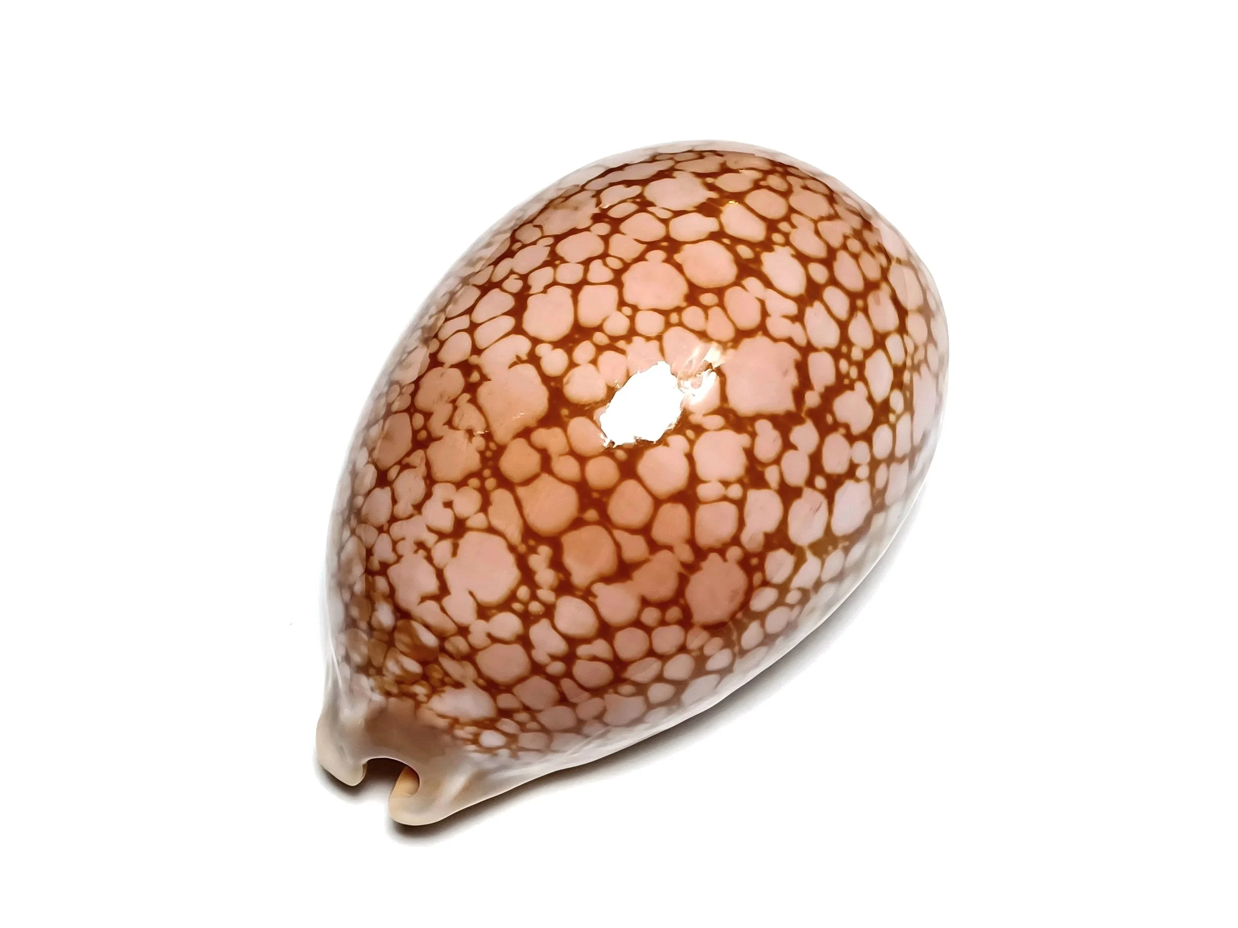 Cypraeidae — Stephen H Kawai