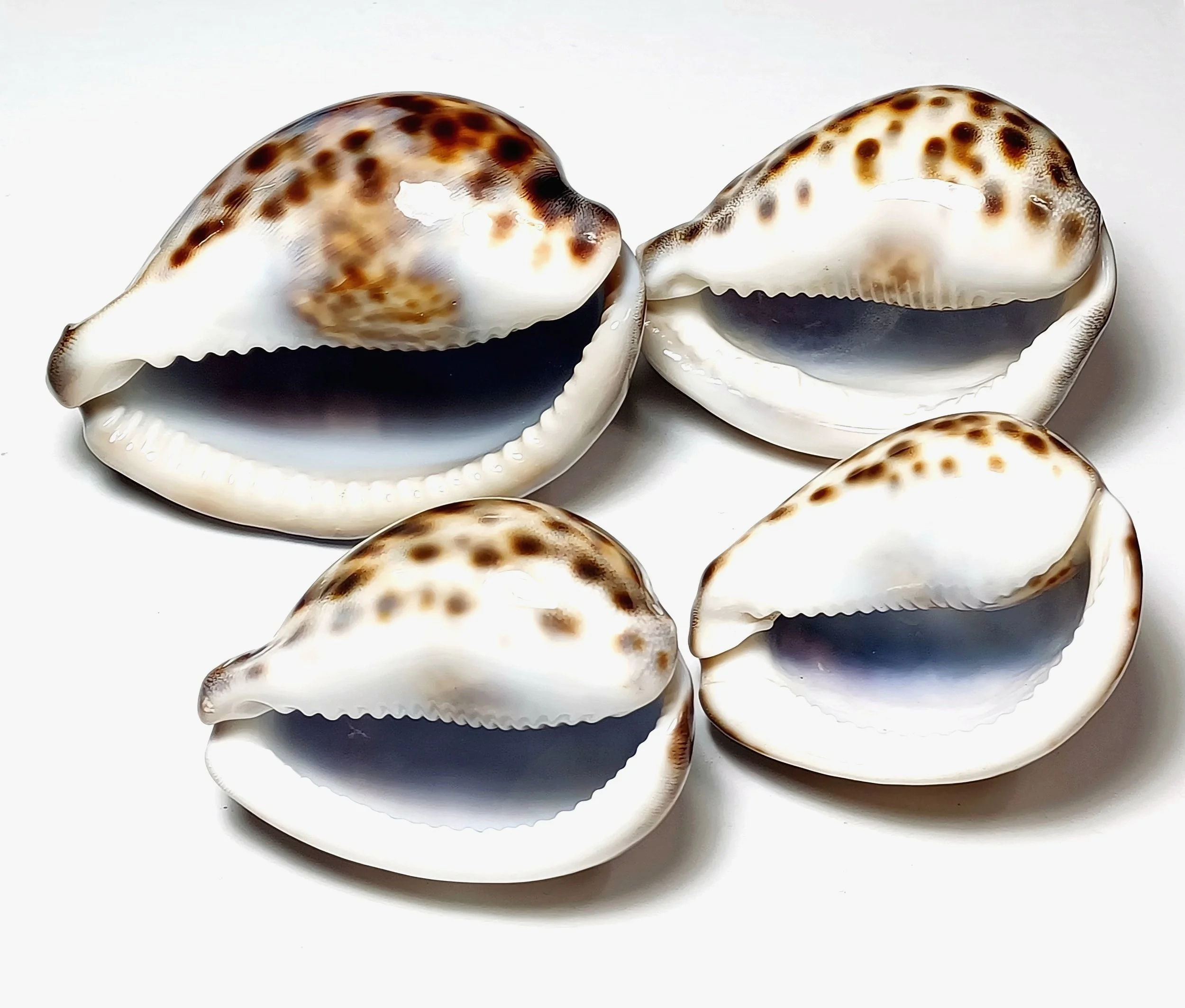 Cypraeidae — Stephen H Kawai