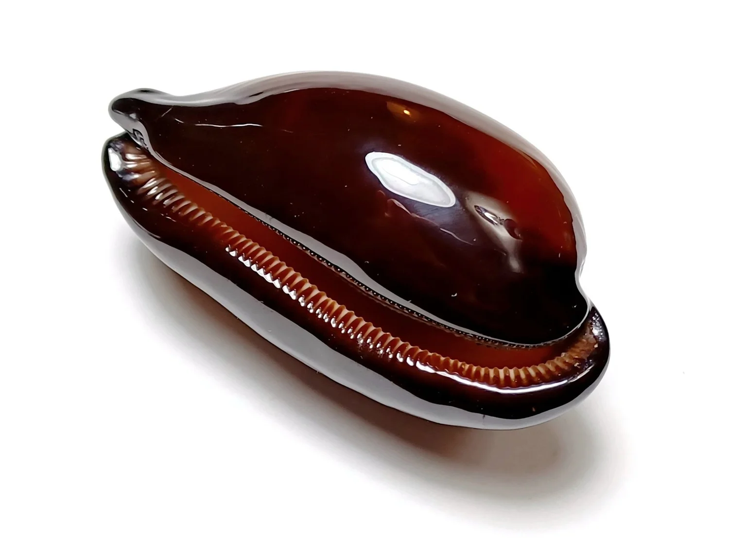 Cypraeidae — Stephen H Kawai