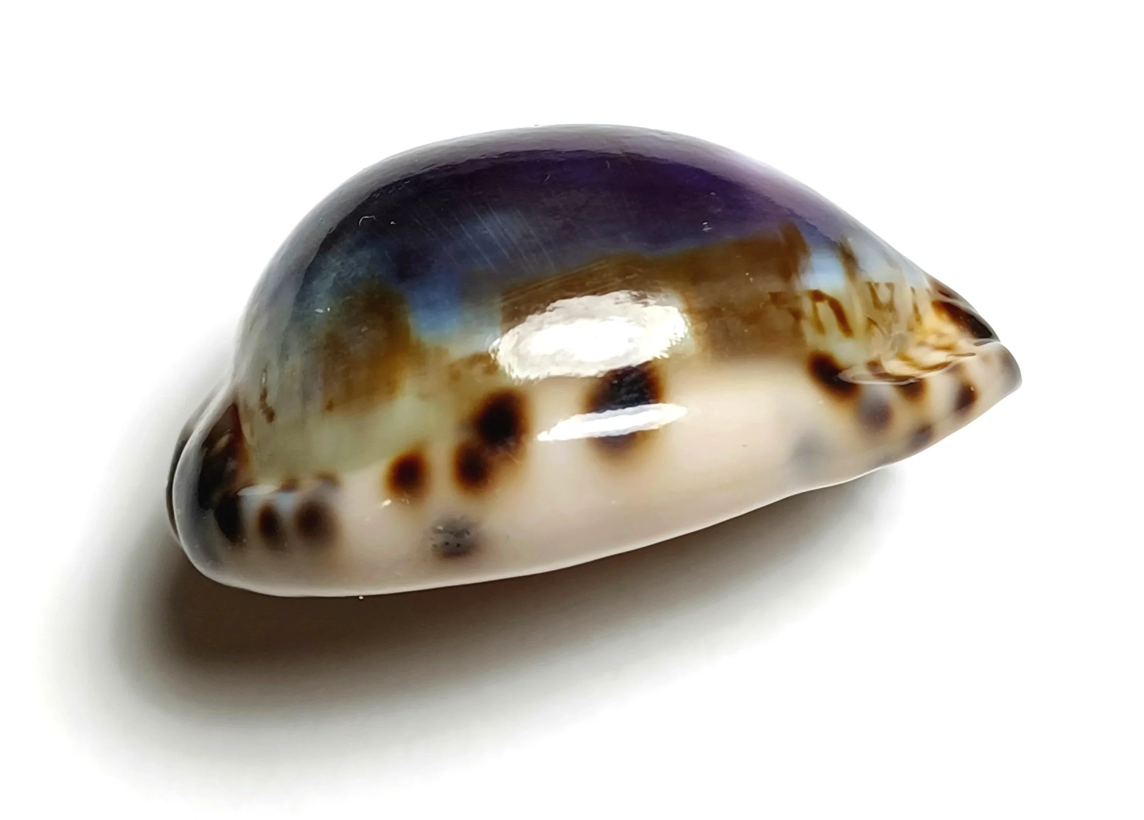 Cypraeidae — Stephen H Kawai