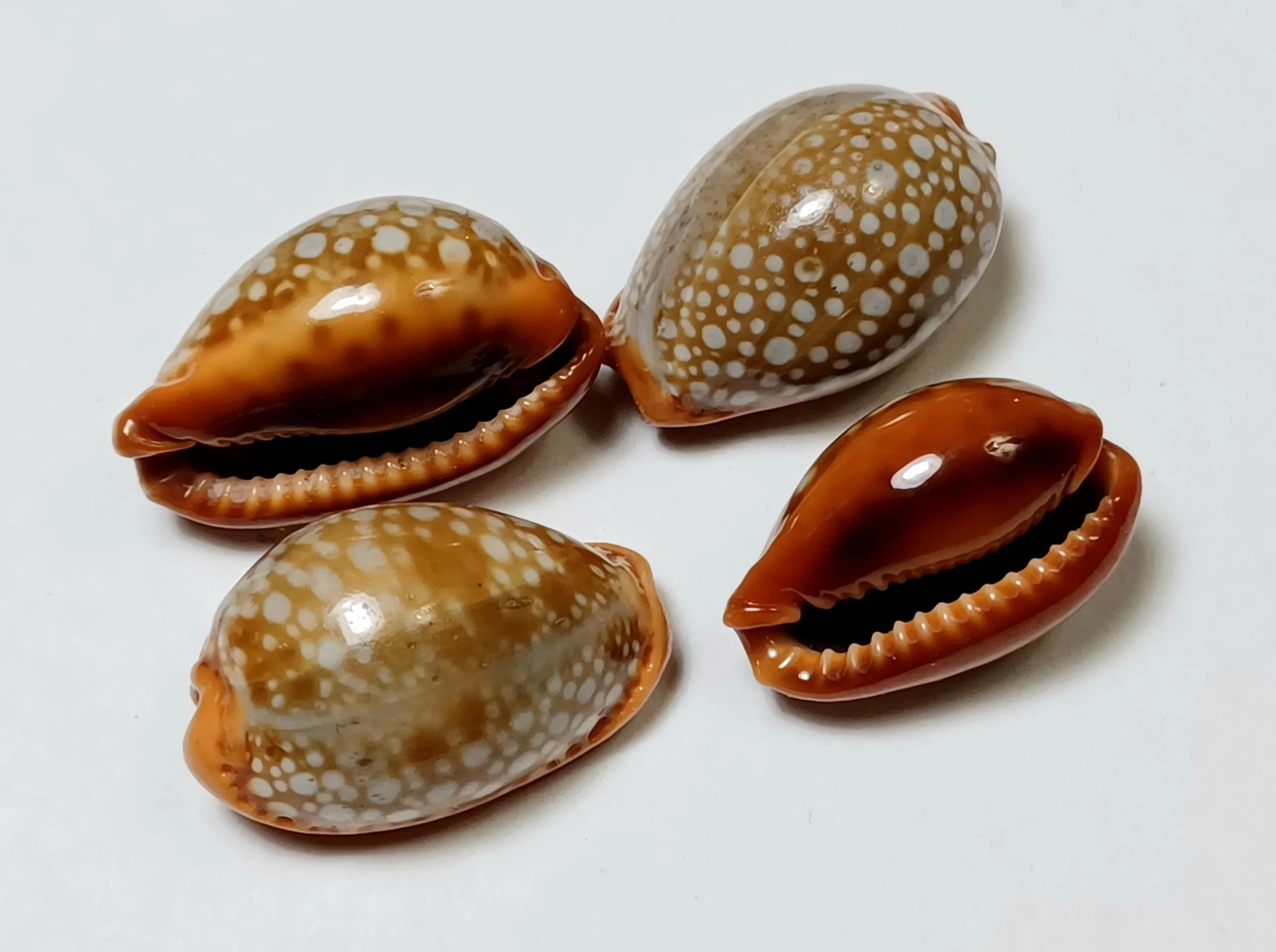 Cypraeidae — Stephen H Kawai