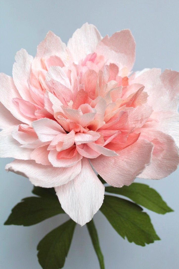 Shop Paper Flowers — Leo Flowers