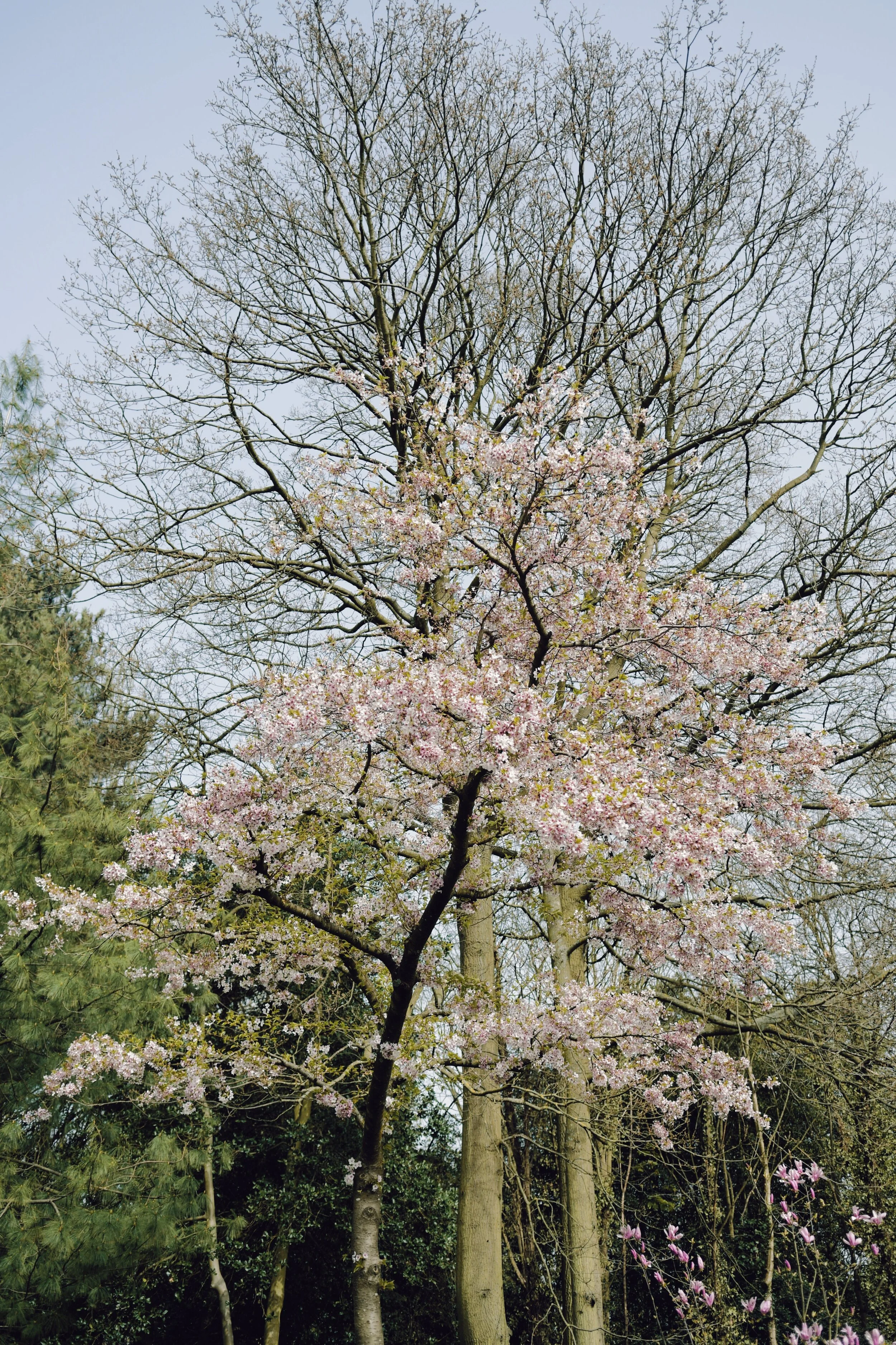 spring blossom walks — Tanya Arya