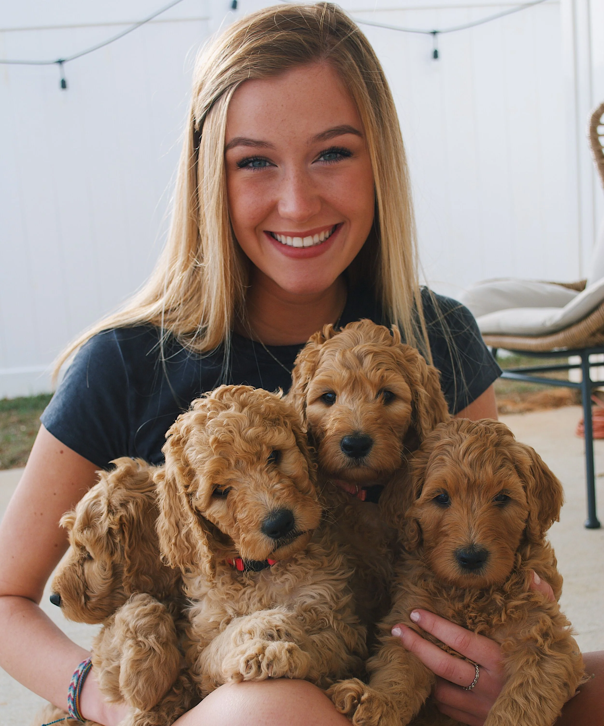 H a r p e r D o o d l e s