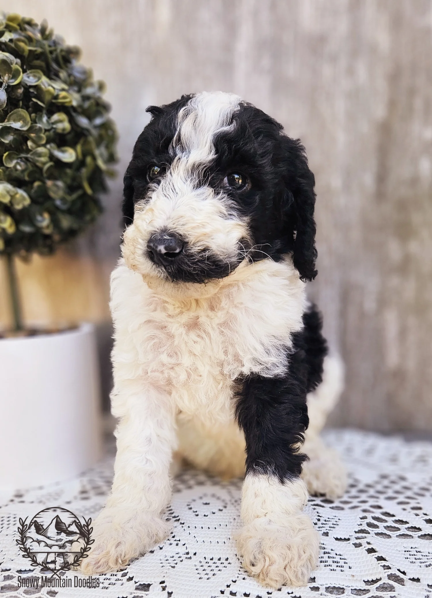 Snowy Mountain Doodles