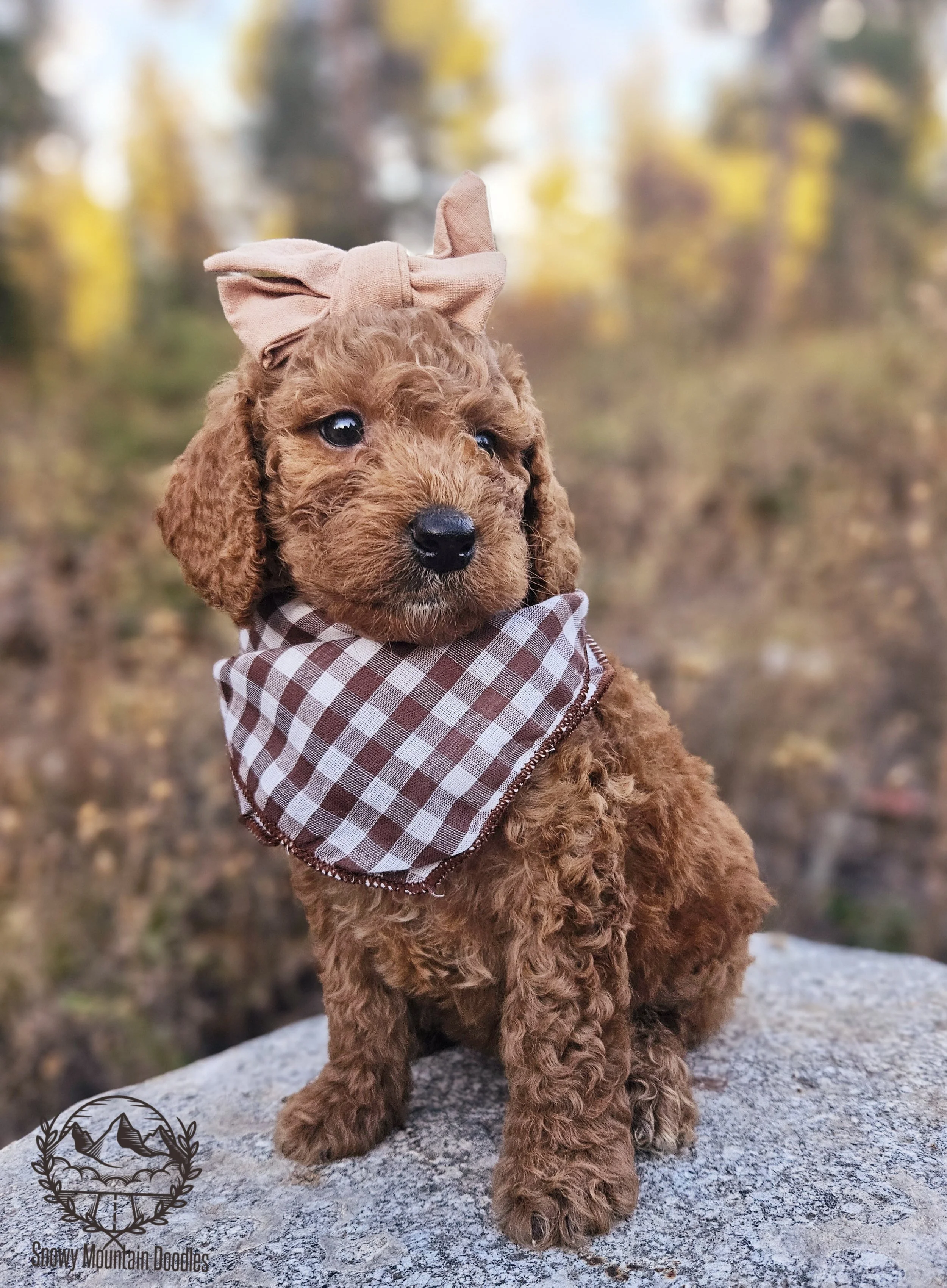 Snowy Mountain Doodles