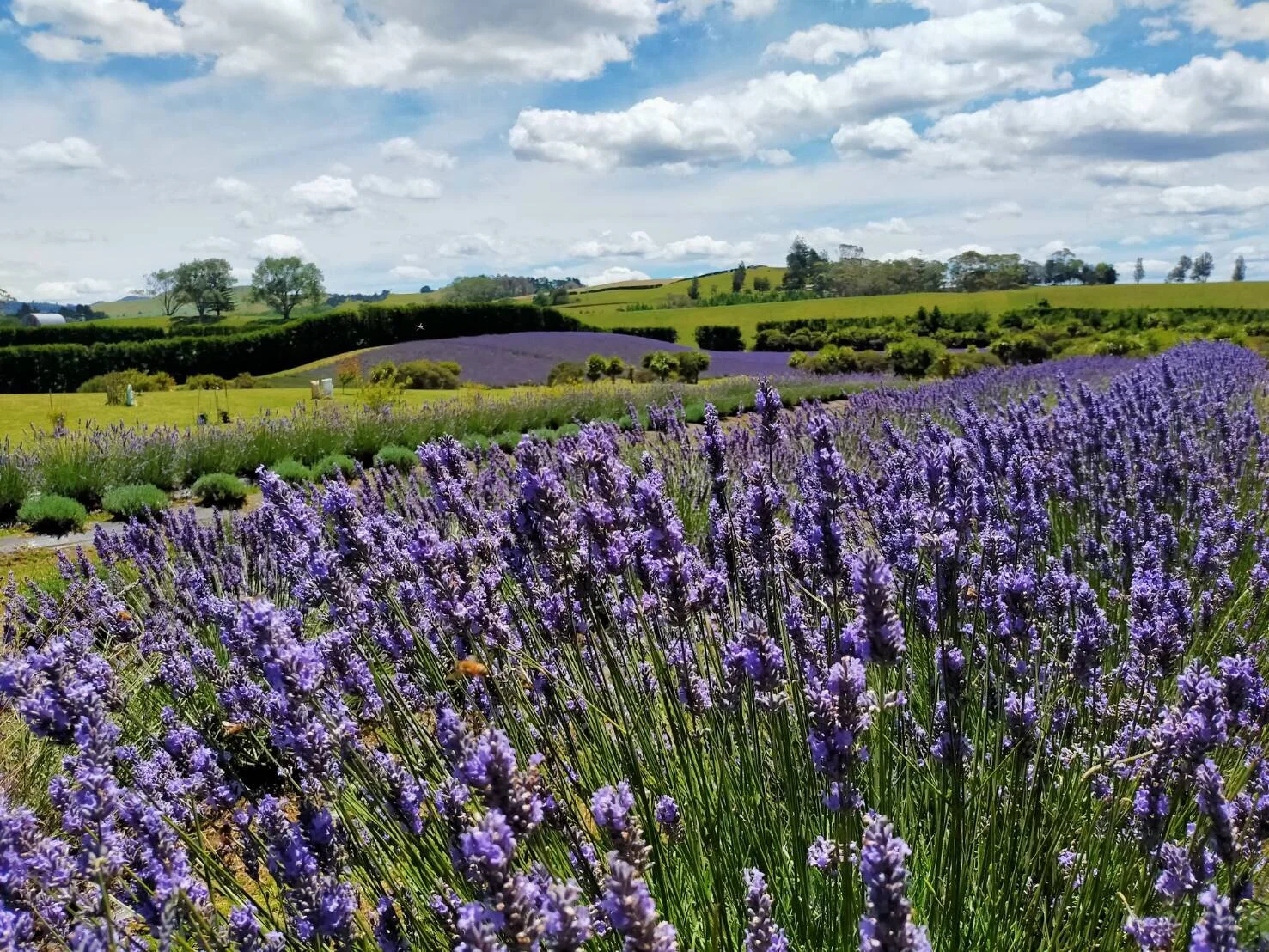 Lavender Farm About — Waihi Lavender Farm