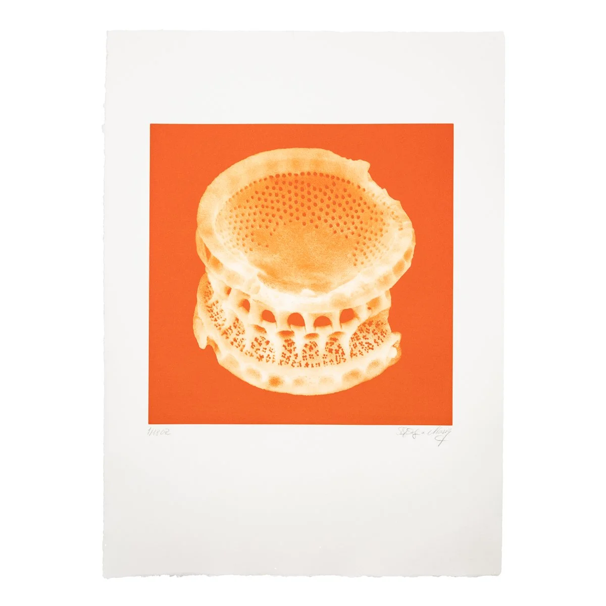 Diatom 10L THE STASIG ARCHIVES Diatom 10L THE STASIG ARCHIVES