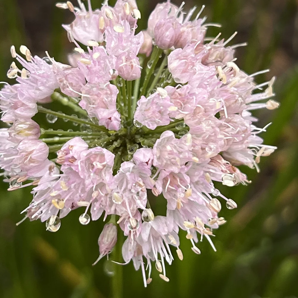 Allium, A Journal of Poetry & Prose