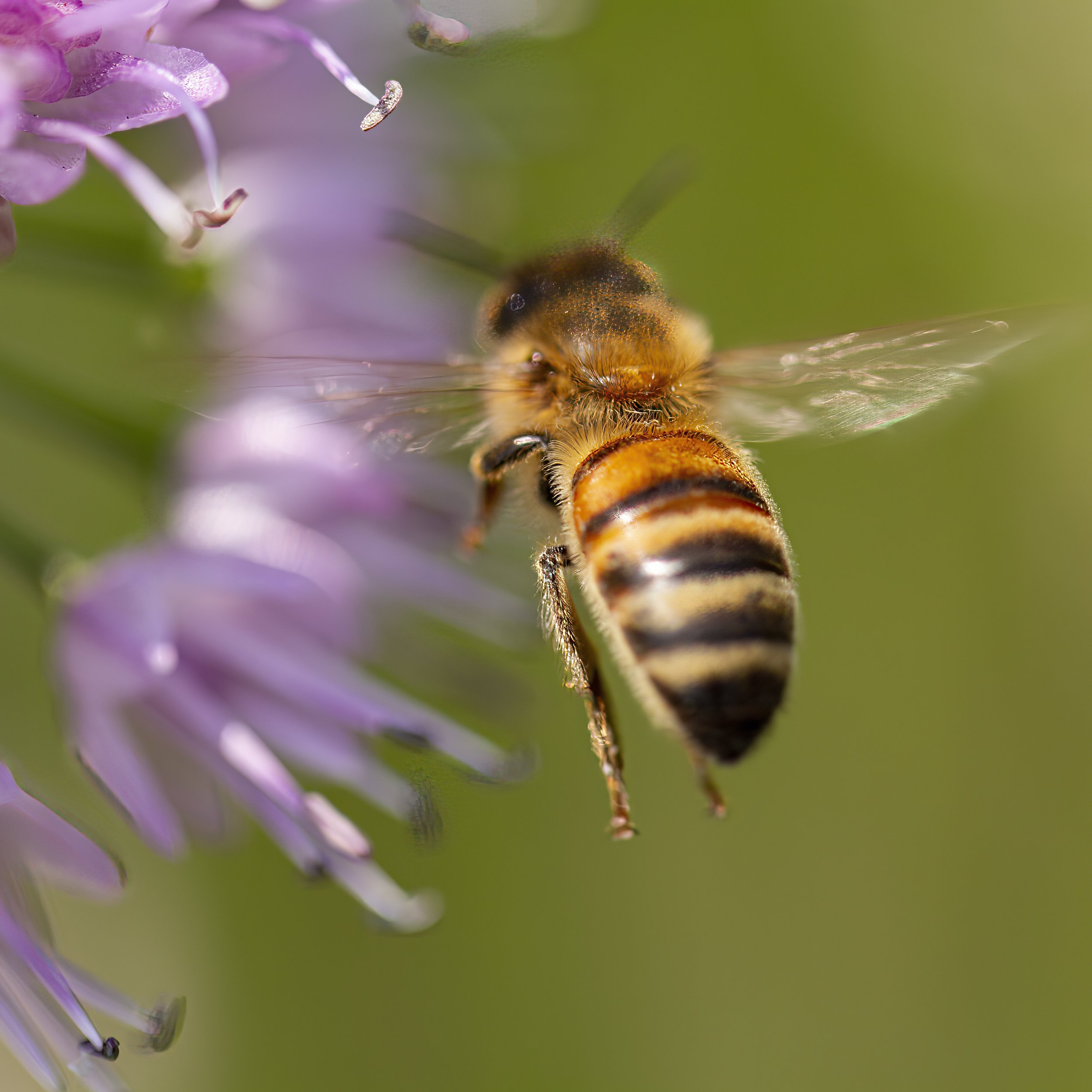 Allium, A Journal of Poetry & Prose