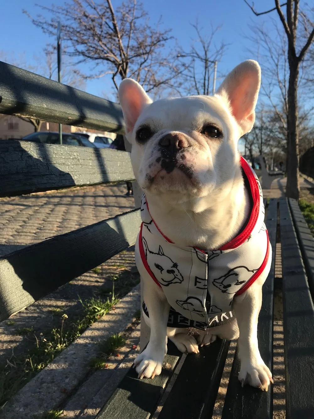 Dog Hoodies and Tops — Maxine Avenue NYC