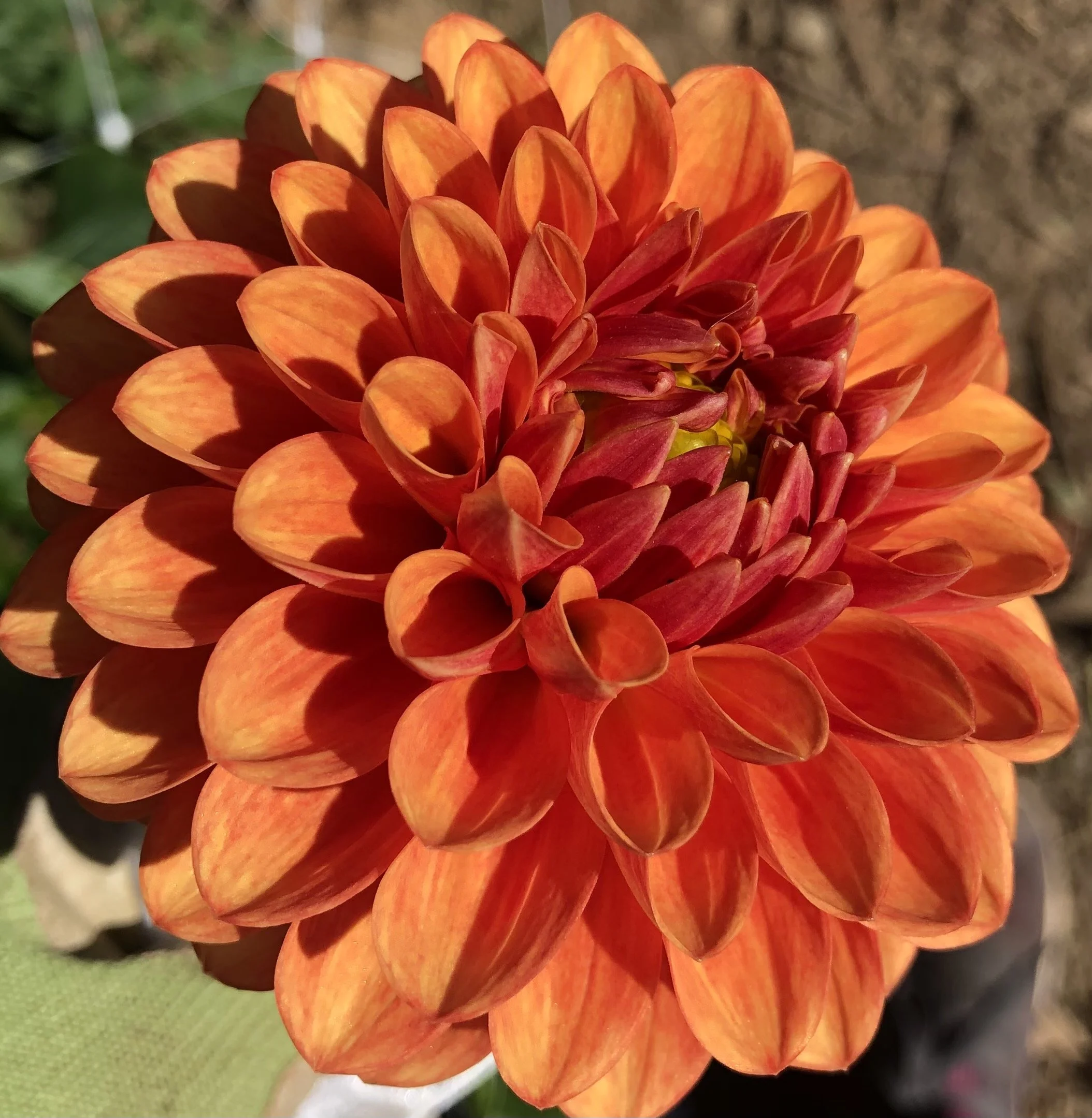 Misty Meadows Flower Farm | Local Flowers | Floral Arrangements in ...