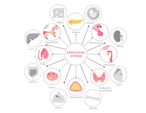 The Endocrine System: The Body’s MESSENGER System — Dr. Megan Marie, ND