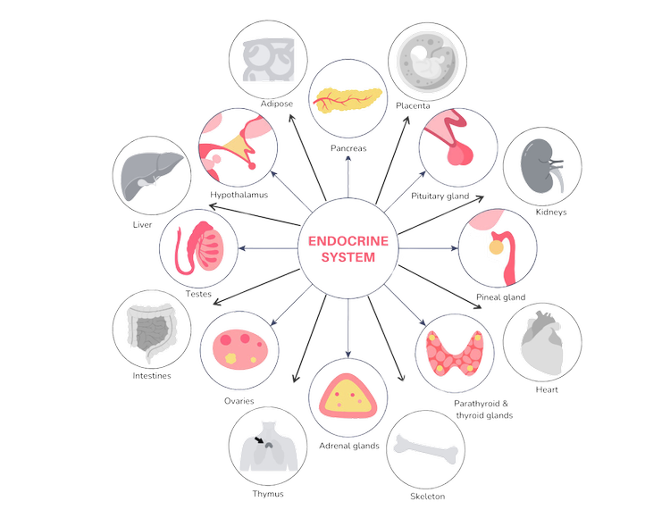 The Endocrine System: The Body’s MESSENGER System — Dr. Megan Marie, ND