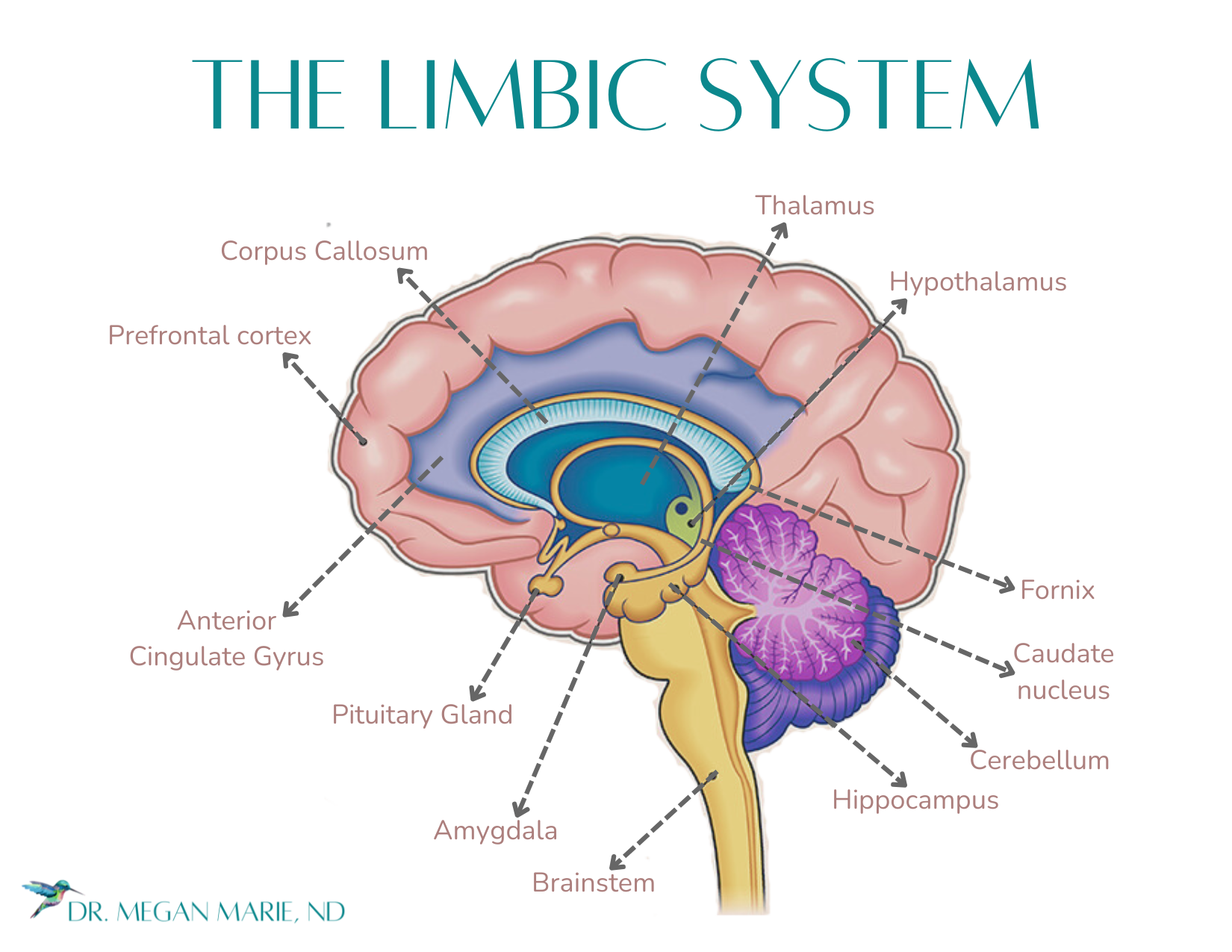 Brain Regions (Part 2): The Limbic System — Dr. Megan Marie, ND