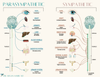 Parasympathetic Nervous System — Dr. Megan Marie, ND